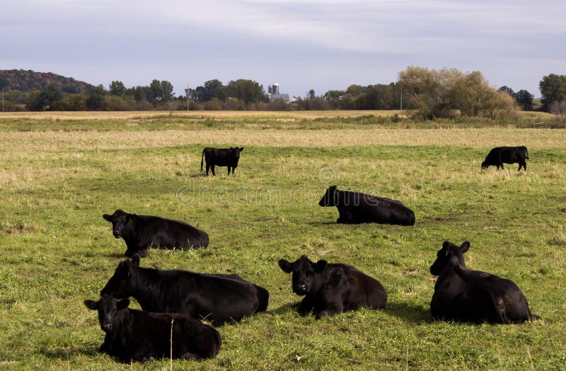 Black angus cows stock photo. Image of steer, breed, bovine - 45210198