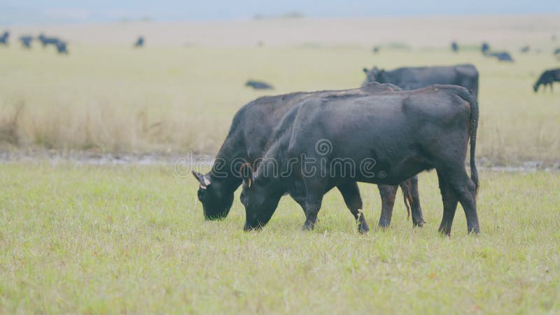 Black Angus Cows Standing in Pasture. Black Cow Grazing on a Summer ...