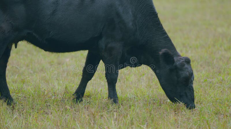Black Angus Cows Standing in Pasture. Black Cow Grazing on a Summer ...