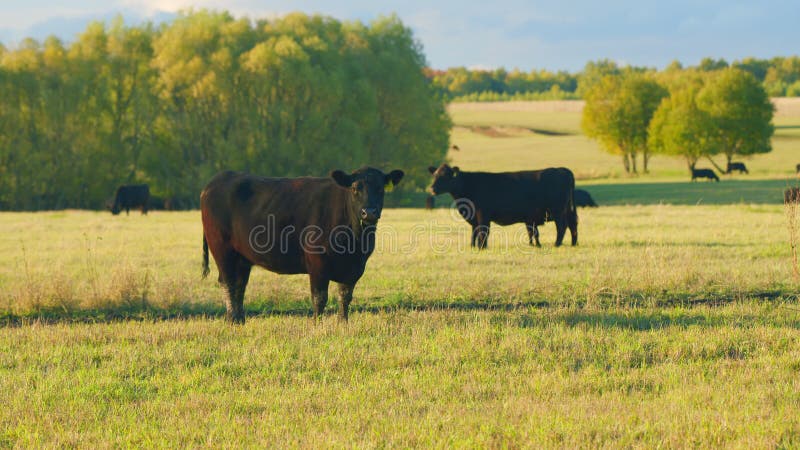 Black Angus Beef Cow. Cow on a Green Summer Pasture. Black Cows Stand ...