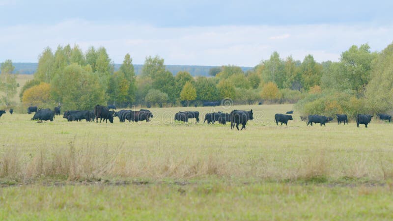 Black Angus Cows Standing in Pasture. Black Cow Grazing on a Summer ...