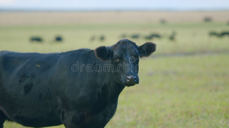 Black Angus Cows Standing in Pasture. Black Cow Grazing on a Summer ...