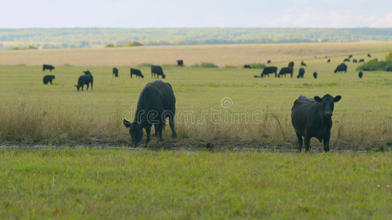 Black Angus Cows Standing in Pasture. Black Cow Grazing on a Summer ...