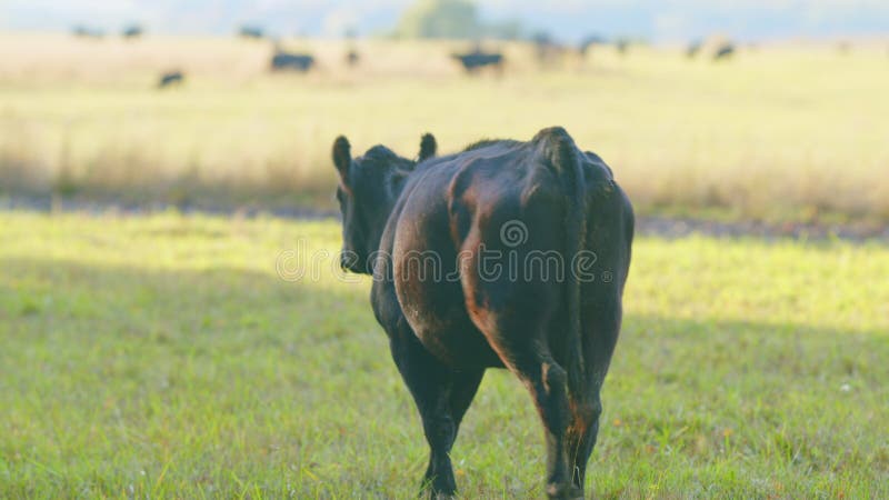 Black Angus Cows Standing in Pasture. Black Cow Grazing on a Summer ...