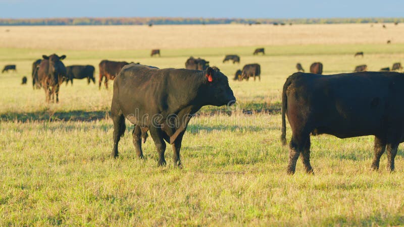 Black Angus Cows Standing in Pasture. Black Cow Grazing on a Summer ...