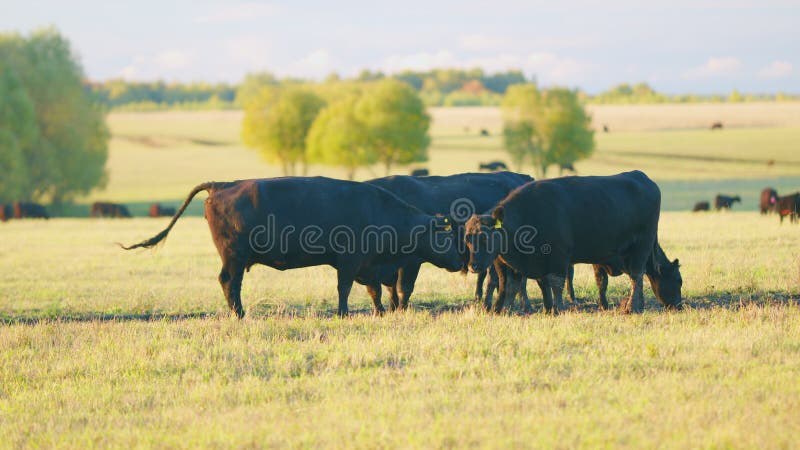 Black Angus Cows Standing in Pasture. Black Cow Grazing on a Summer ...