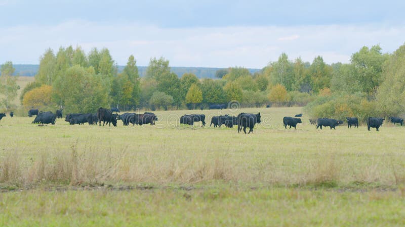 Black Angus Cows Standing in Pasture. Black Cow Grazing on a Summer ...