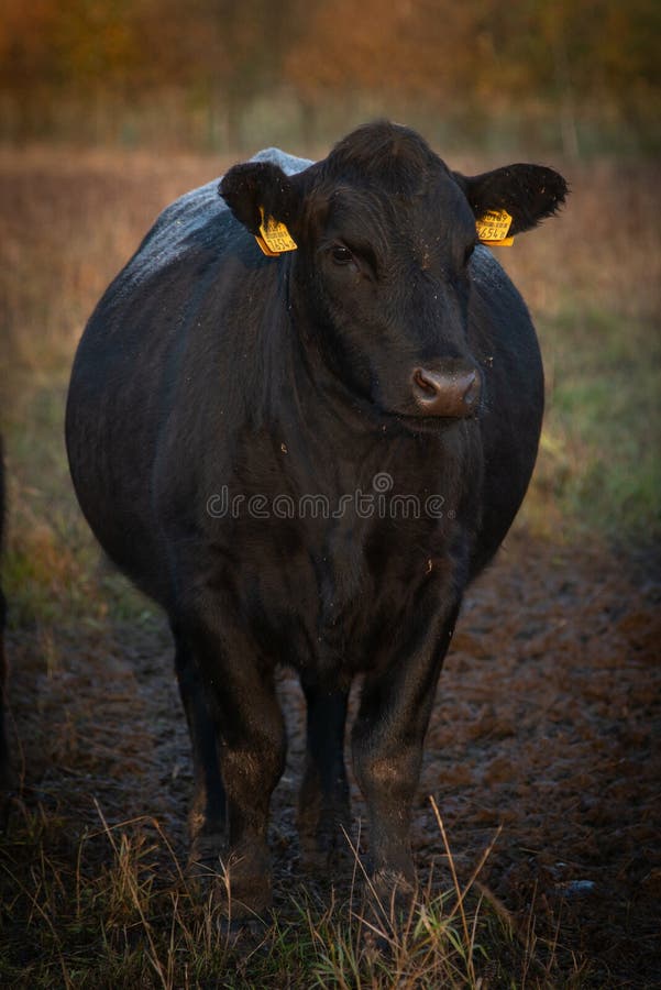 Black Angus Heifer on Field Stock Image - Image of farm, brown: 326280737