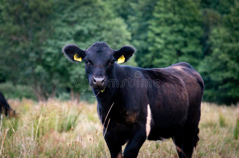 Black Angus Heifer Calf in Evening Light Stock Image - Image of farmer ...