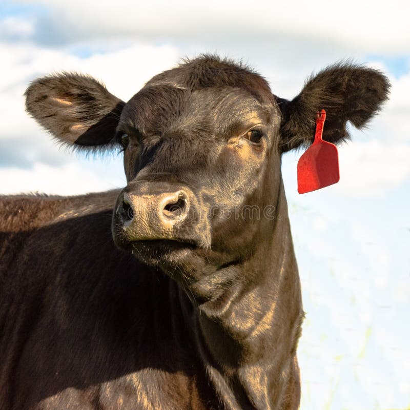 Black Angus Heifer Face - Square Stock Photo - Image of backgrounding ...