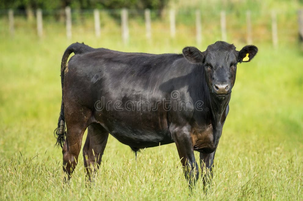 Black Angus Steer in Green Grassy Paddock Stock Photo - Image of field ...