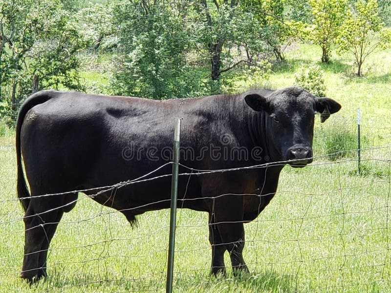 Black Angus Summertime - Touro De Carne Foto de Stock - Imagem de touro ...