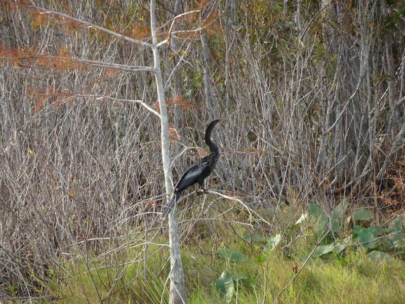 Black Anhinga (snake Bird) in a Marsh Stock Image - Image of darter ...