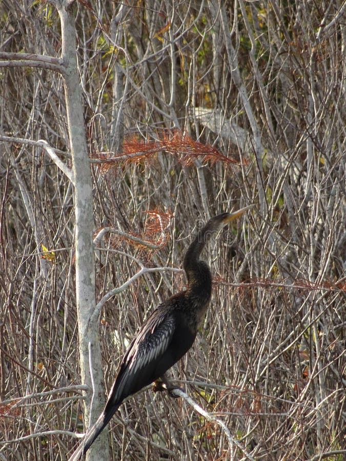 Black Anhinga (snake Bird) in a Marsh Stock Photo - Image of suliformes ...