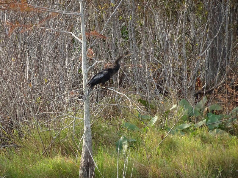 Black Anhinga (snake Bird) in a Marsh Stock Photo - Image of nature ...