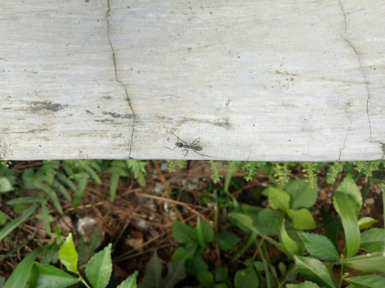 377 Ant Board Stock Photos - Free & Royalty-Free Stock Photos from ...