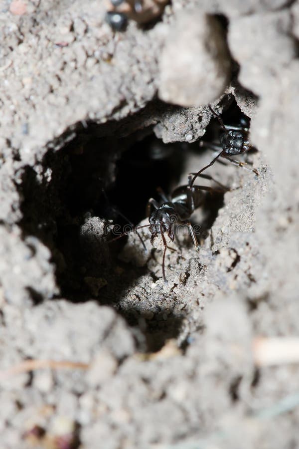 Black Ant Cleaning it S House Stock Photo - Image of black, nature: 9926274