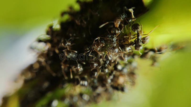 Black Ant Colony on a Mango Tree Branch Stock Video - Video of detail ...