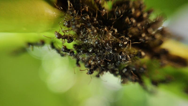 Macro Black Ant Colony Stock Footage & Videos - 2,462 Stock Videos