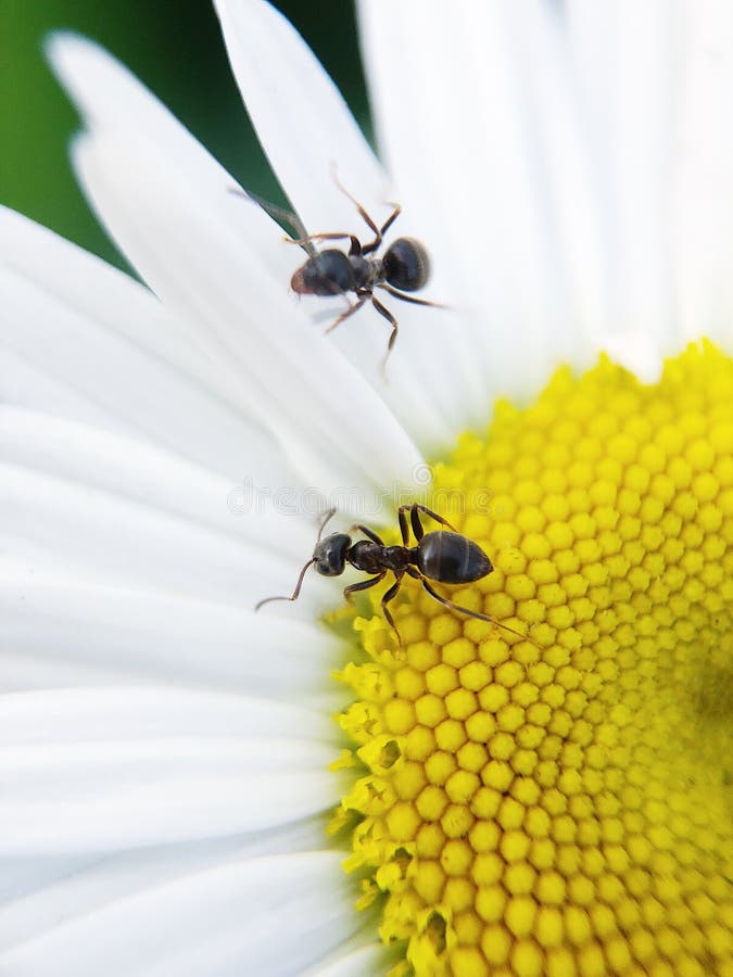 Black Ant on a Daisy in the Summer Stock Photo - Image of leaf, summer ...