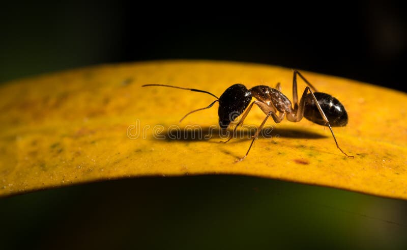165 Ant Feeler Stock Photos - Free & Royalty-Free Stock Photos from ...