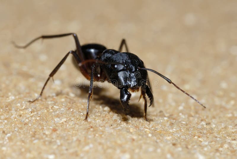 Ant Front View stock image. Image of crawl, macro, antennae - 17576547