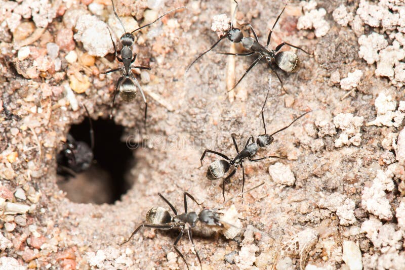 Ants Close-up. Ants Family.Macro Photography of Group of Black Ants on ...
