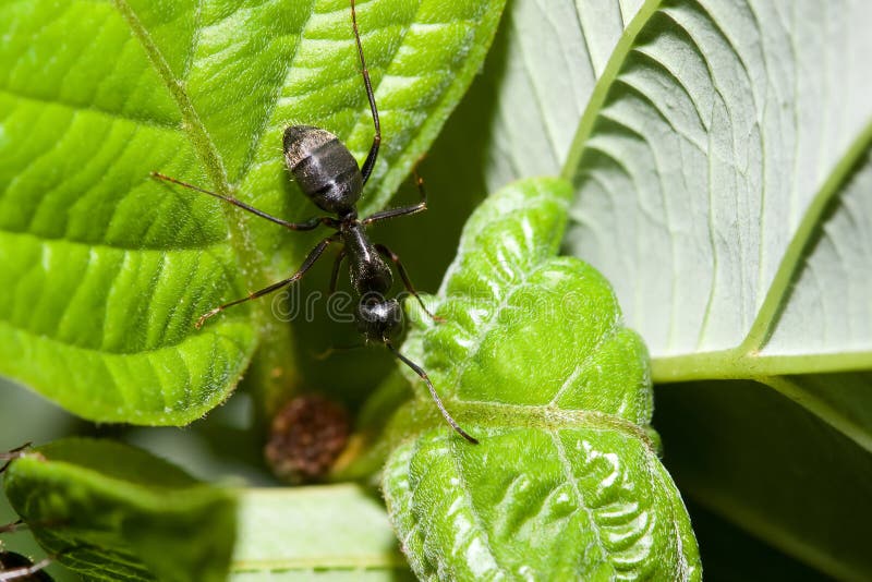 Black Ant on a Leaf. stock photo. Image of wildlife, pinchers - 11463134