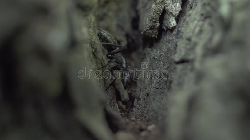 Ant Inside a Hole in the Tree Stock Video - Video of endopterygota ...