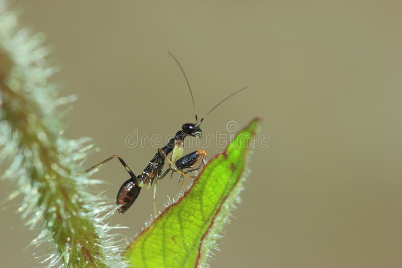 Black ant mantis stock image. Image of backgrounds, acerbic - 49484941