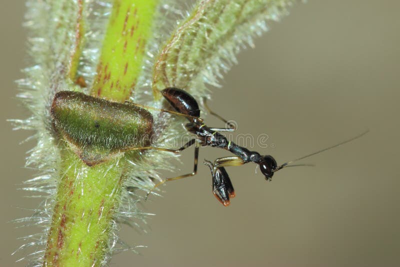 Black ant mantis stock image. Image of forest, butterflies - 49485117