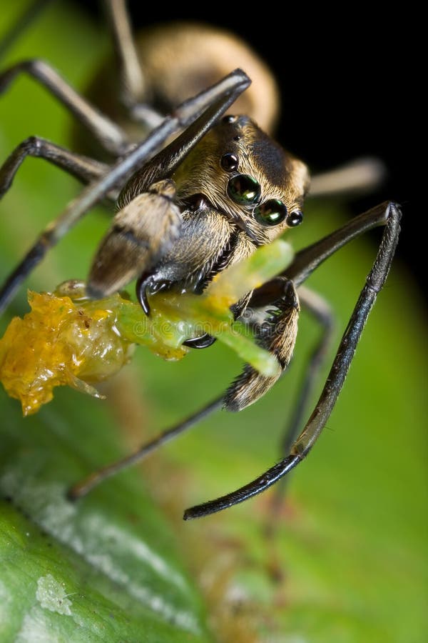 Ant Mimic Spider with Water Drops Stock Image - Image of leaf, garden ...