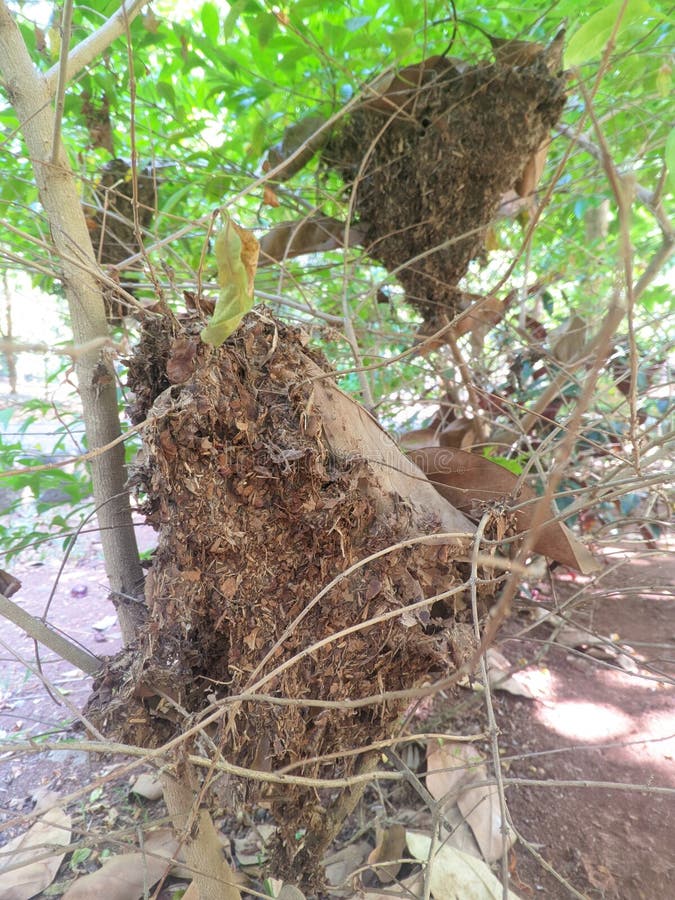 Black Ant Nest in a Tree from Plants 05 Stock Photo - Image of jungle ...