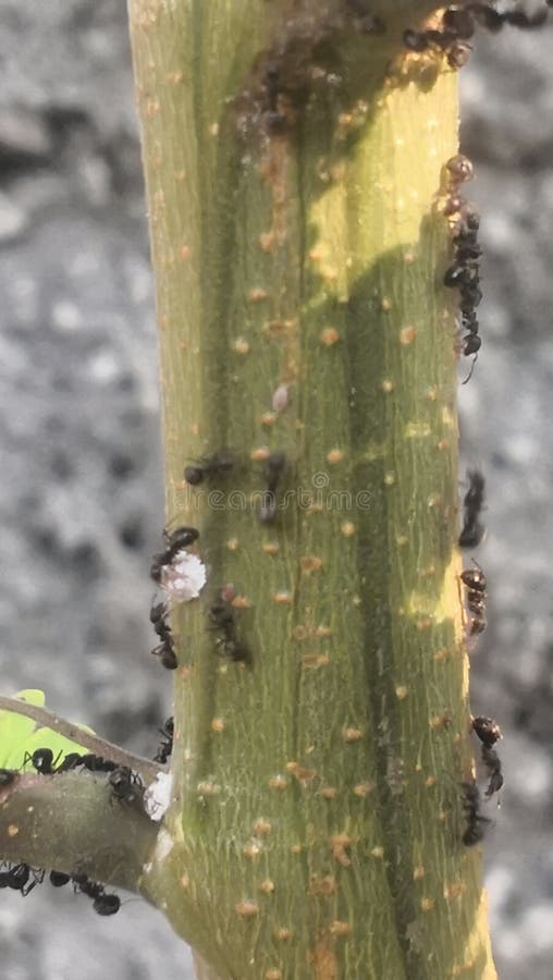 Black Ant Pick Up Sustenance Stock Photo - Image of pick, stem: 288722726