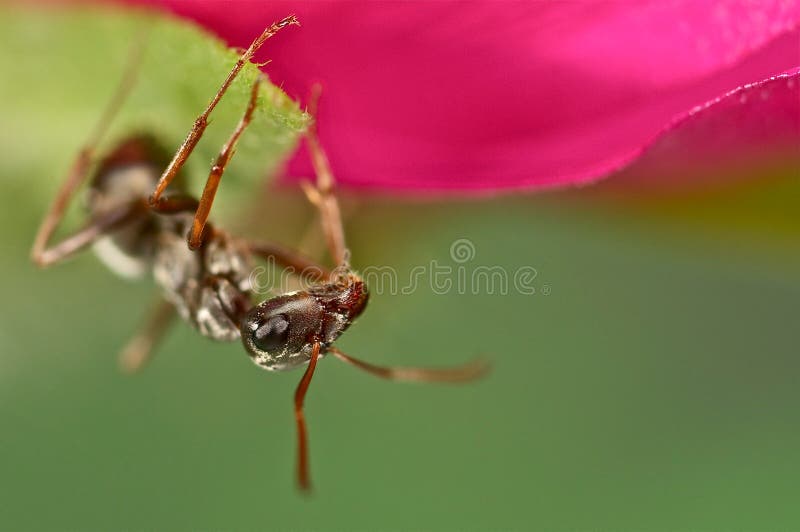 Black ant on a pink flower stock photo. Image of daddy - 57041468