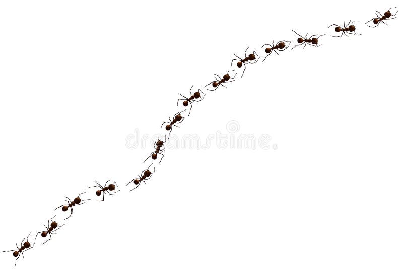 Black ant trail. stock vector. Illustration of animal - 237169915