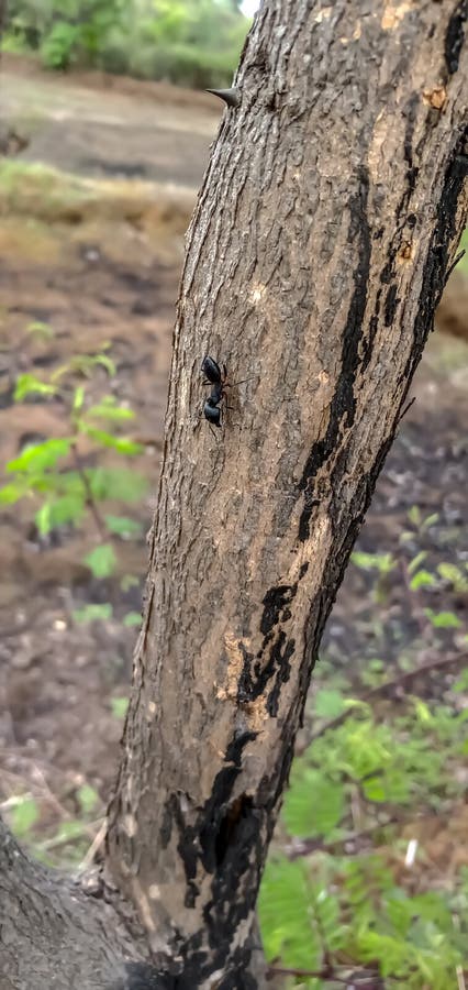 Black ant on tree trunk stock image. Image of tree, autumn - 207941227