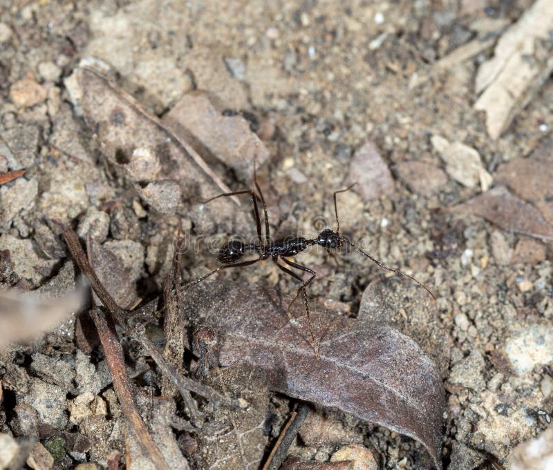 Black Ant Walk on Rough Ground Stock Photo - Image of macro, dangerous ...