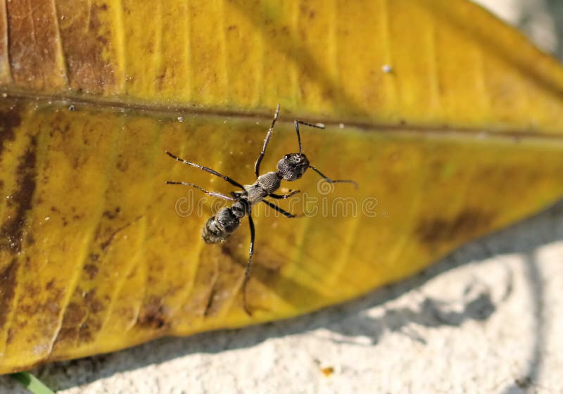 Black ant stock image. Image of molt, gadfly, field, branches - 89710149