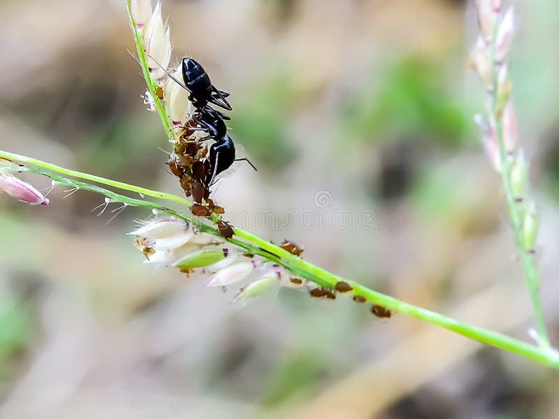 Macro Ant Walking Grass Stock Photos - Download 515 Royalty Free Photos