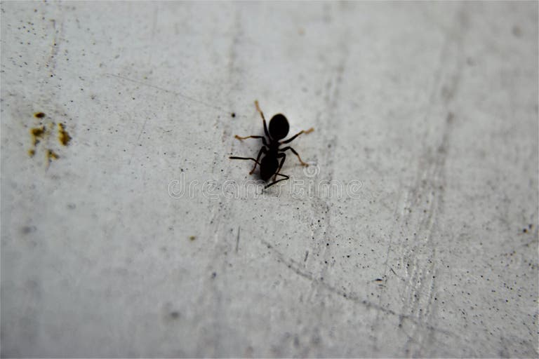 377 Ant Board Stock Photos - Free & Royalty-Free Stock Photos from ...