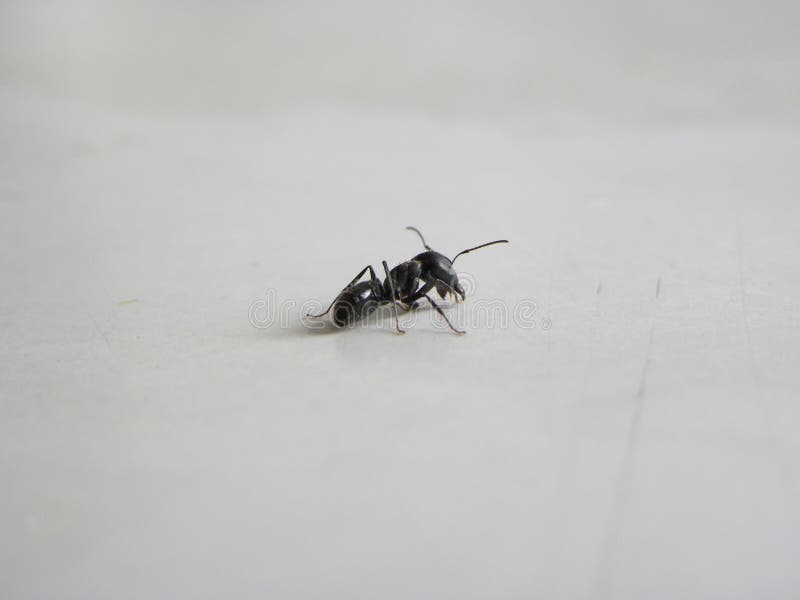 Ant side view stock photo. Image of fauna, entomology - 40692256