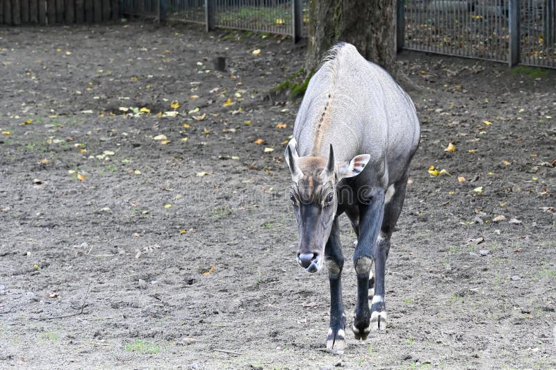 Black antelope stock image. Image of wild, grass, nature - 256152139