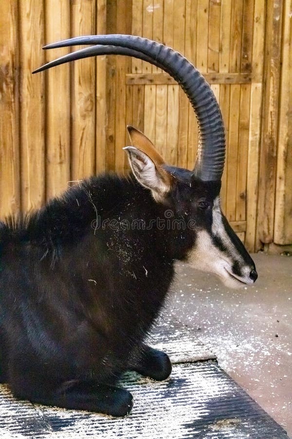 Black Antelope Portrait. Hippotragus Niger Stock Photo - Image of ...