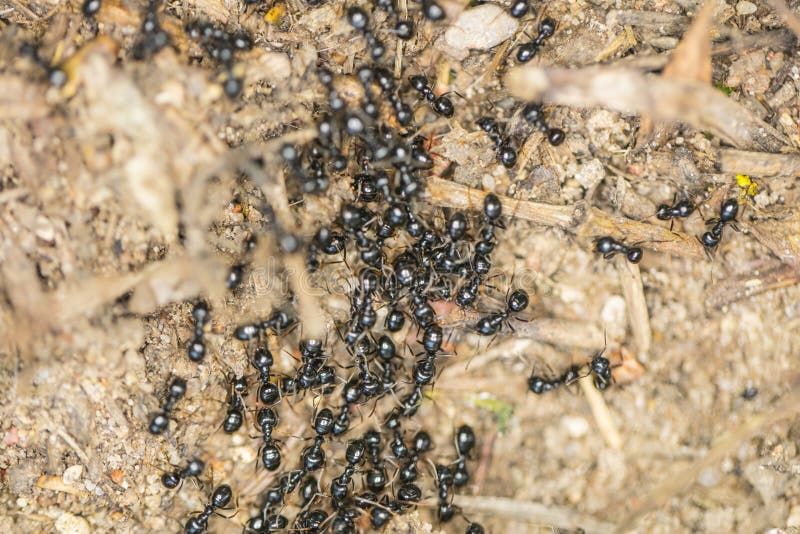 Black Ants, Big Cluster, Top View Stock Image - Image of brown, defense ...