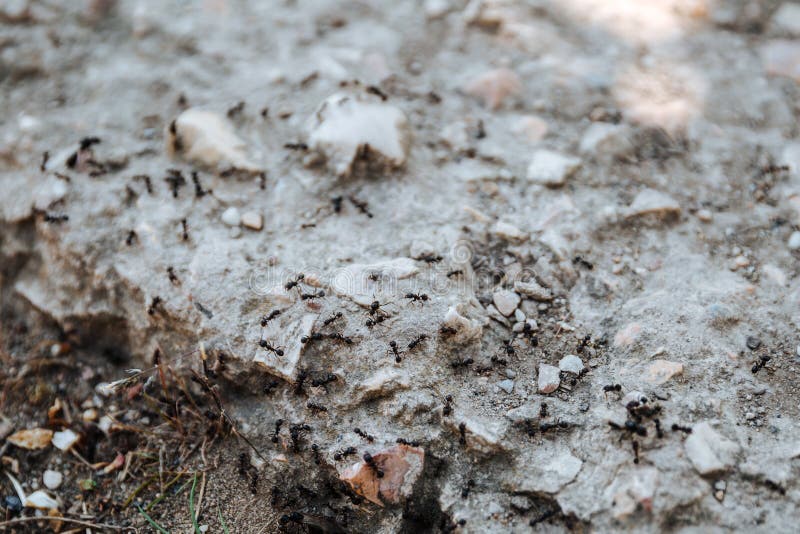 Black Ants Crawl Over the Stone. Teamwork Stock Image - Image of ...