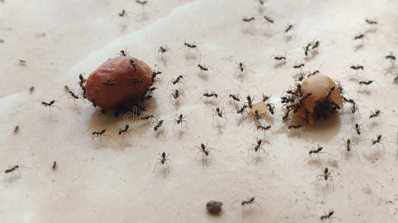 Ants Colony Eat Peanuts Timelapse Stock Footage - Video of fruit ...