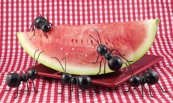 Black Ants Eating Watermelon Stock Image - Image of annoying, copy ...