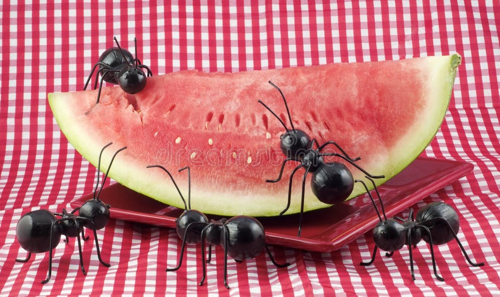 Black Ants Eating Watermelon Stock Image - Image of annoying, copy ...