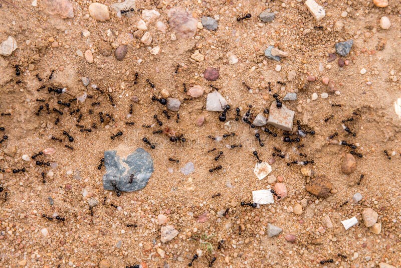 Ants Knest Hole in the Ground Stock Photo - Image of ants, ground ...